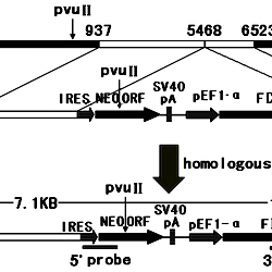 Schematic representation of the rDNA unit, targeting vector, and ...
