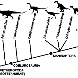 Summary cladogram of theropod relationships.