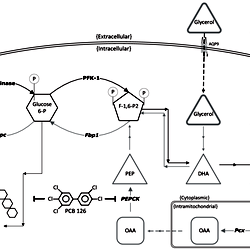 Simplified visual model of the impact of PCB 126 on hepatic glucose ...