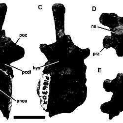 Maniraptoran dorsal vertebra NMV P186302 in anterior (A), left lateral ...