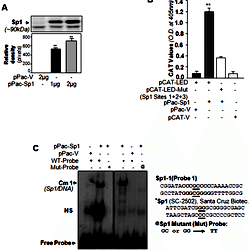 Sp1 expression in Sp1-deficient SL2 cells showed that Sp1 ...