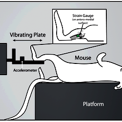 Apparatus used to apply high-frequency, low-magnitude vibration to the ...