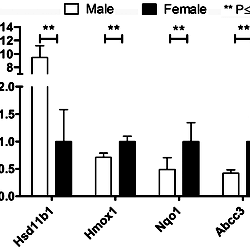 Rat Genome 230 2.0 Affymetrix chip analysis.