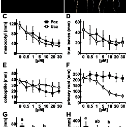 Tissue-specific response of dark and light grown W22 seedlings to Pcz ...