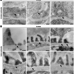 Scribble localizes to the cell-cell contacts and the basolateral ...