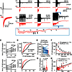 AR strength depended on the type of synaptic connections.