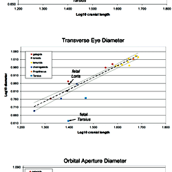 Relationship of Log10 eye and orbital diameters to Log10 cranial length ...