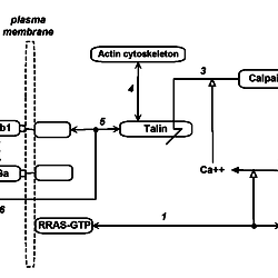 Molecular interaction map (MIM) of the role of RRAS and calcium in the ...