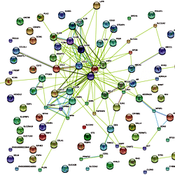 STRING analysis of the relationship between DE genes.