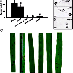Disrupting Mdt1 function affects sporulation and pathogenesis.