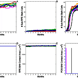 Dynamics of stable Type 2 CNV (S22 CNV).