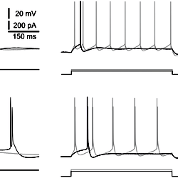 Classification of firing pattern types of layer Vb pyramidal cells.