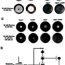 TPS1 is epistatic to MDT1 in the regulation of CCR.