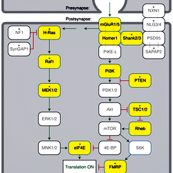 The mGluR pathway coupling synaptic activity to synaptic protein synthesis.