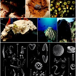 Demospongiae morphology and spicule diversity.