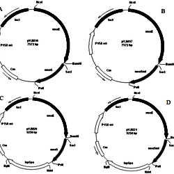 Plasmids used in this study.