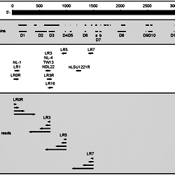 Schematic diagram of large subunit ribosomal DNA (LSU rDNA).