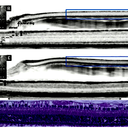SD-OCT images of WT and Retinitis Pigmentosa (RP) rabbit retinas and ...