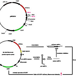 The construction and principle behind the dual-fluorescent protein ...