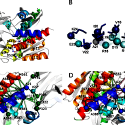 ApAAP 3D structure, in silico alanine scanning and hydrophobic ...