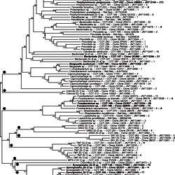 Consensus neighbor-joining tree for phyla Bacteroidetes, Fusobacteria ...