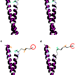 Configurations of coiled-coil.