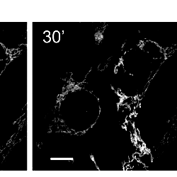 Cell Fixation Does not Alter Mitochondrial Morphology Probed by ...