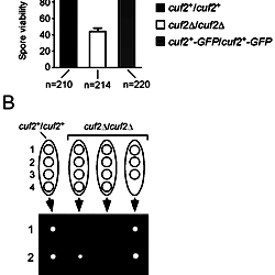 cuf2Δ/cuf2Δ mutant cells display reduced spore viability.
