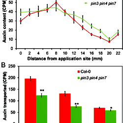 PIN3, PIN4, and PIN7 contribute to auxin exchange between the PATS and ...
