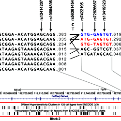 The haplotype structure of variants identified in MERTK.