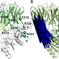 Simulations of ApAAP in open conformation.