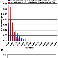 Phylogeny and sequence divergence in the C. orthopsilosis clade.