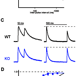 Neurons from Kidins220−/− mice showed normal EPSC paired-pulse ...