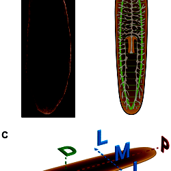 Planarian anatomy and body axes.