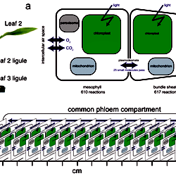 Maize plant and models.