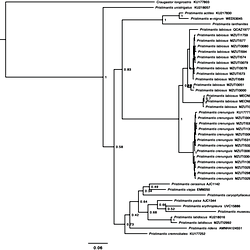 Bayesian consensus phylogram depicting relationships within the ...