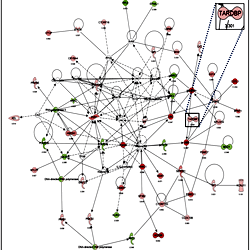 Protein interaction network map of hits from the RNAi screen.