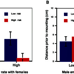 Male approach toward females.
