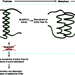 Model of PICH/BLM-dependent decatenation of centromeric DNA.