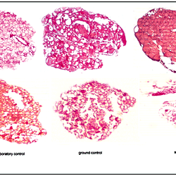 Morphology analysis of thyroid tissues of WT and TG mice maintained in ...