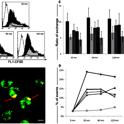 Cytoplasmic transfer evaluation by CFSE stain.