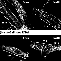 cut(ue)-Gal4 > lov RNAi larval tracheae show normal immunostaining for ...