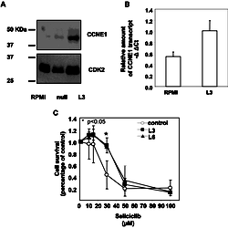 CCNE1 over-expression.