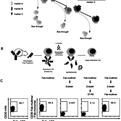 Principle of reversible Fab-multimer staining.