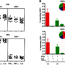 CD27+ and CD27− antigen-specific memory CD4+ T cell subsets are ...