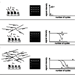 General principle of the competitive reporter monitored amplification ...