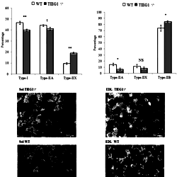 Percentage of fiber type (I, IIA, IIB, IIX) within Sol (A) and EDL (B ...