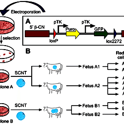 Transgene construct and cell line isolation and rederivation scheme.