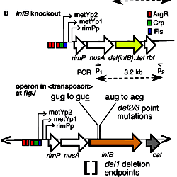 Introduction of a second single-copy infB allele and knockout of the ...