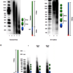 TRF2-regulated in vitro chromatin assembly on human telomeric DNA.